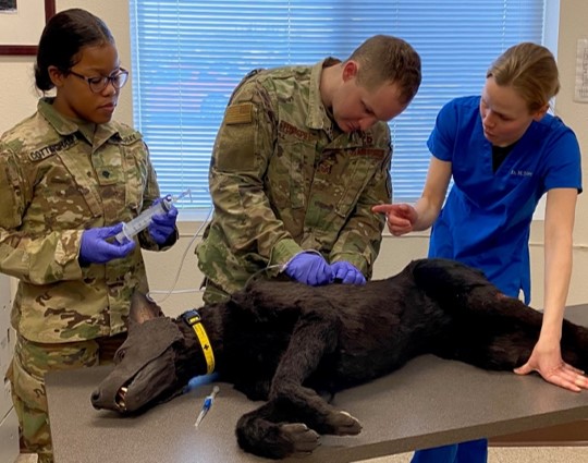 Public Health Command-Pacific > Services > Veterinary Services > Animal ...